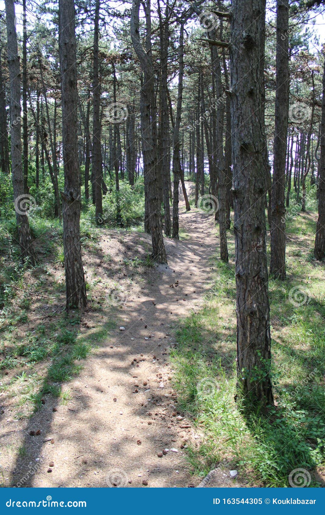 Way into the trees stock image. Image of crop, trees - 163544305