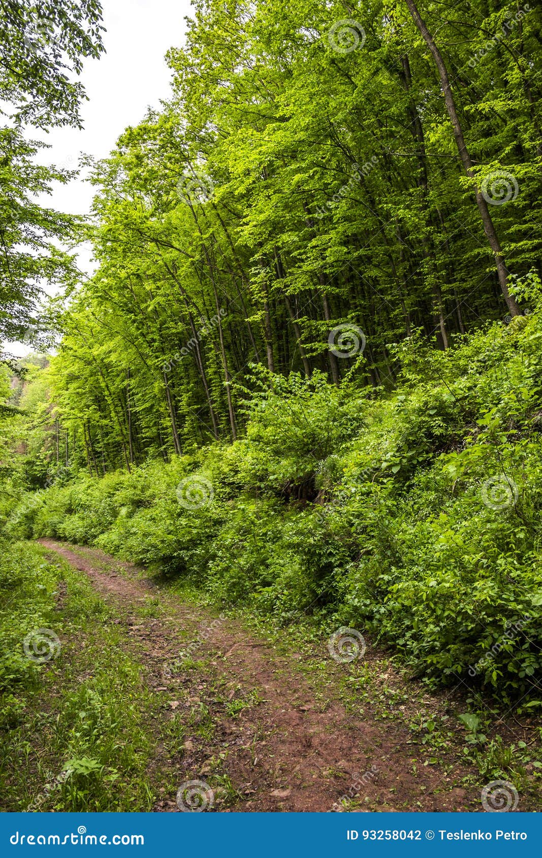 Way in forest stock photo. Image of landscape, dark, light - 93258042