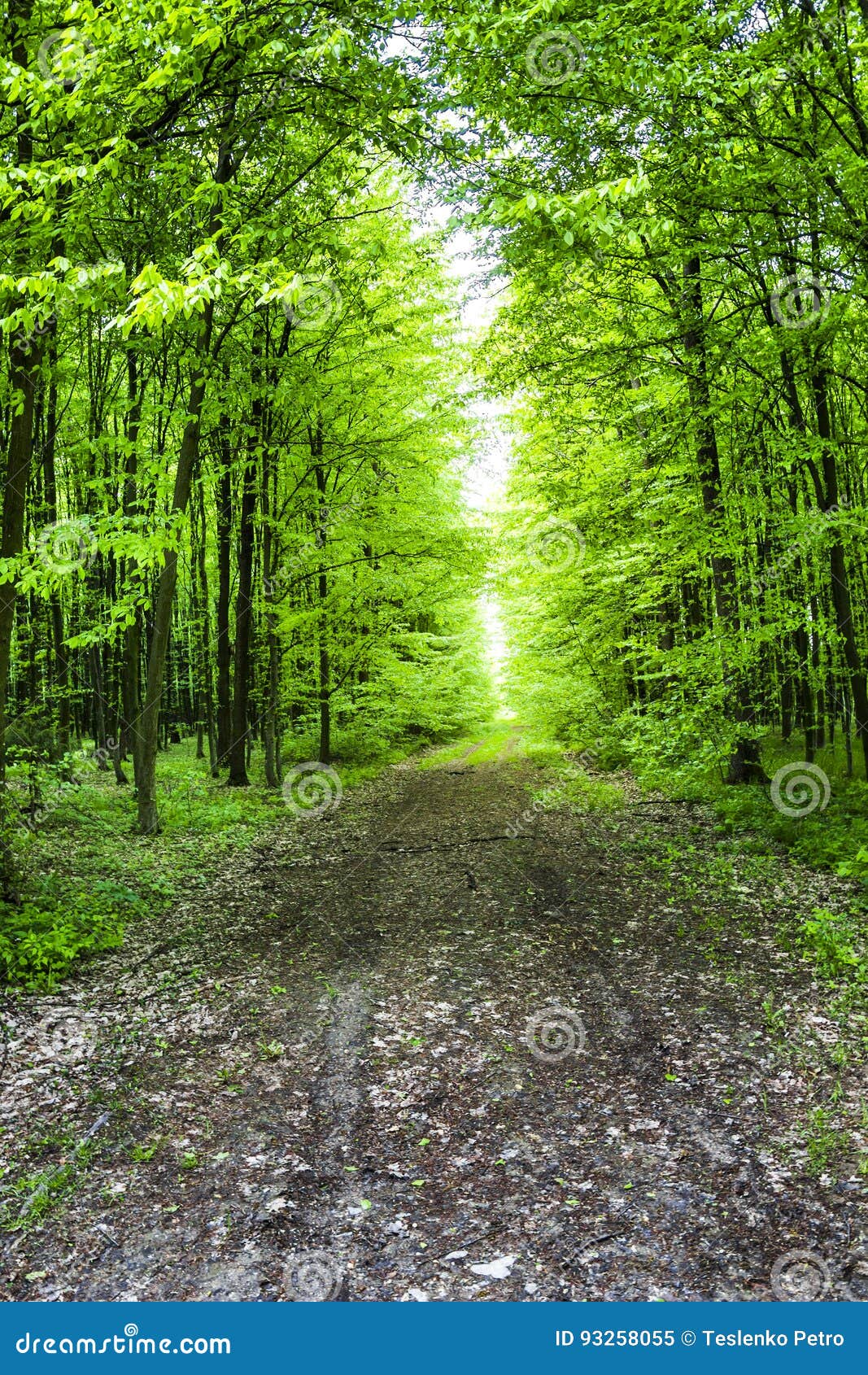 Way in forest stock image. Image of outdoor, sunlight - 93258055