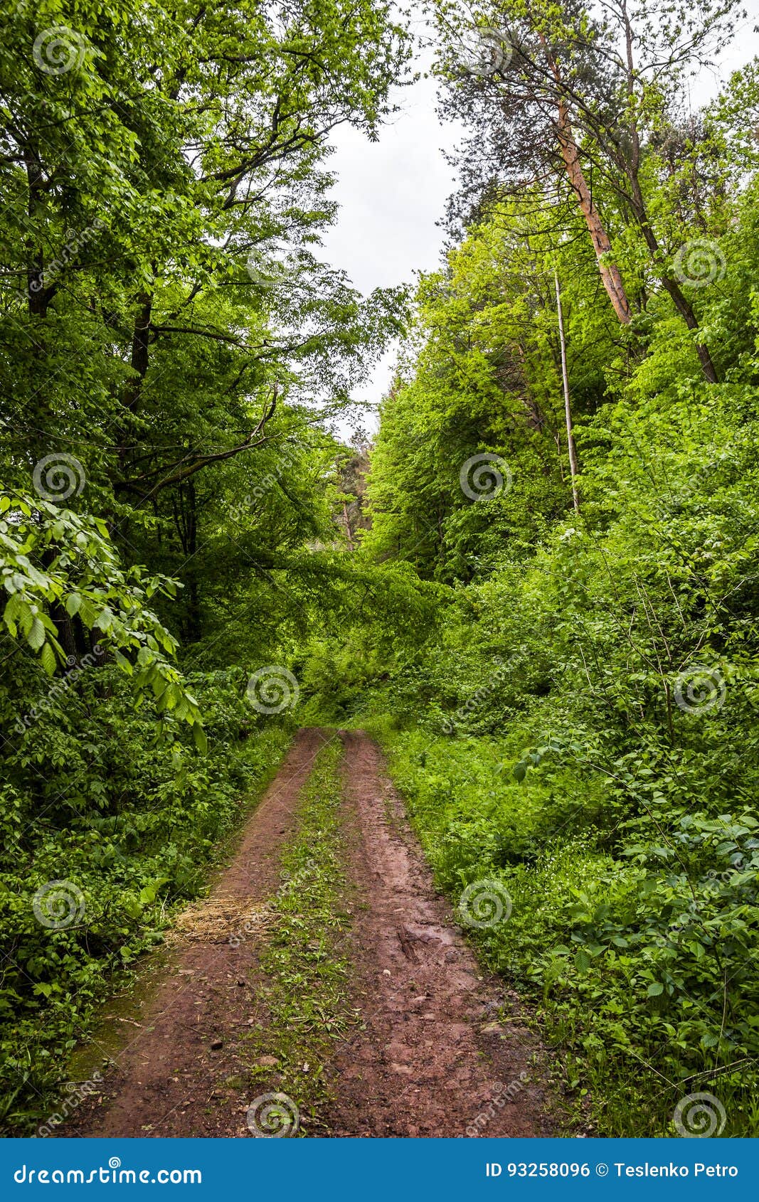 Way in forest stock photo. Image of branch, trail, outdoor - 93258096