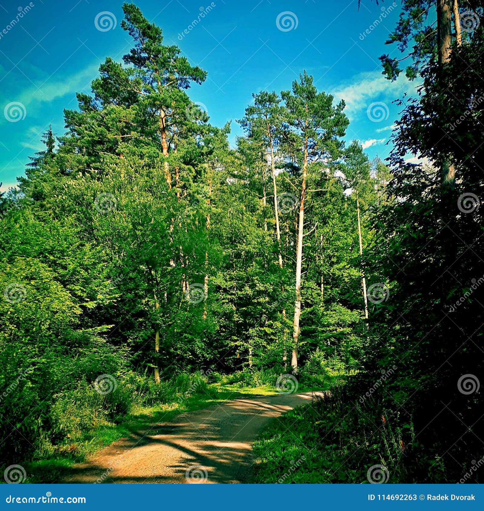 Way in forest stock image. Image of shadow, tree, forest - 114692263