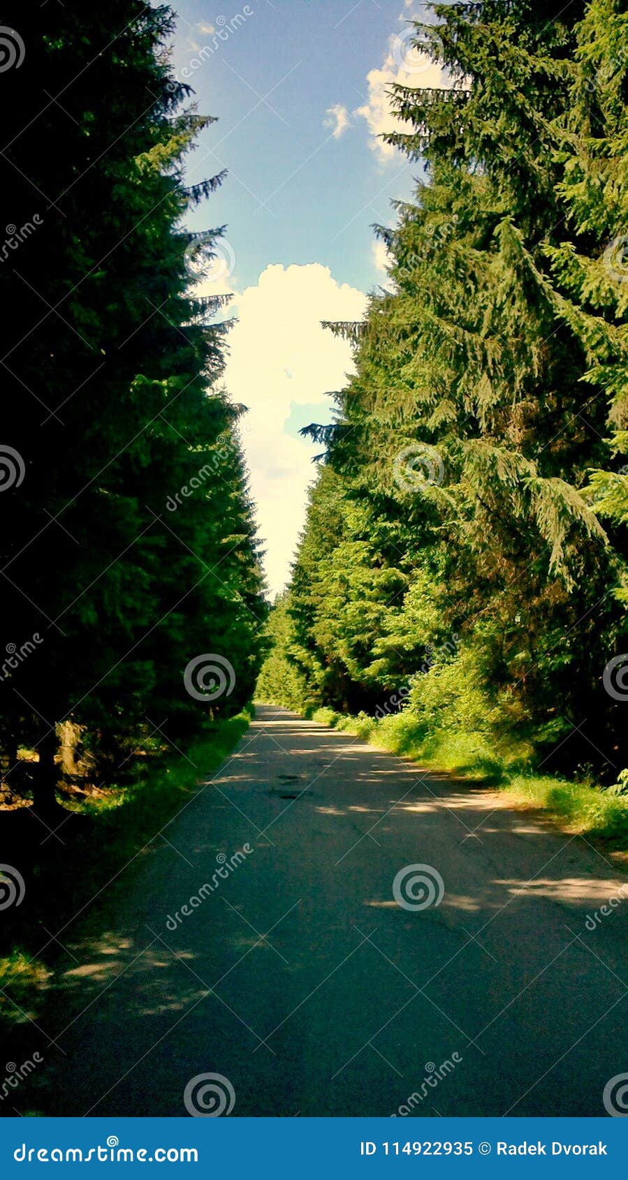 Shadow in forest stock image. Image of shadow, tree - 114922935