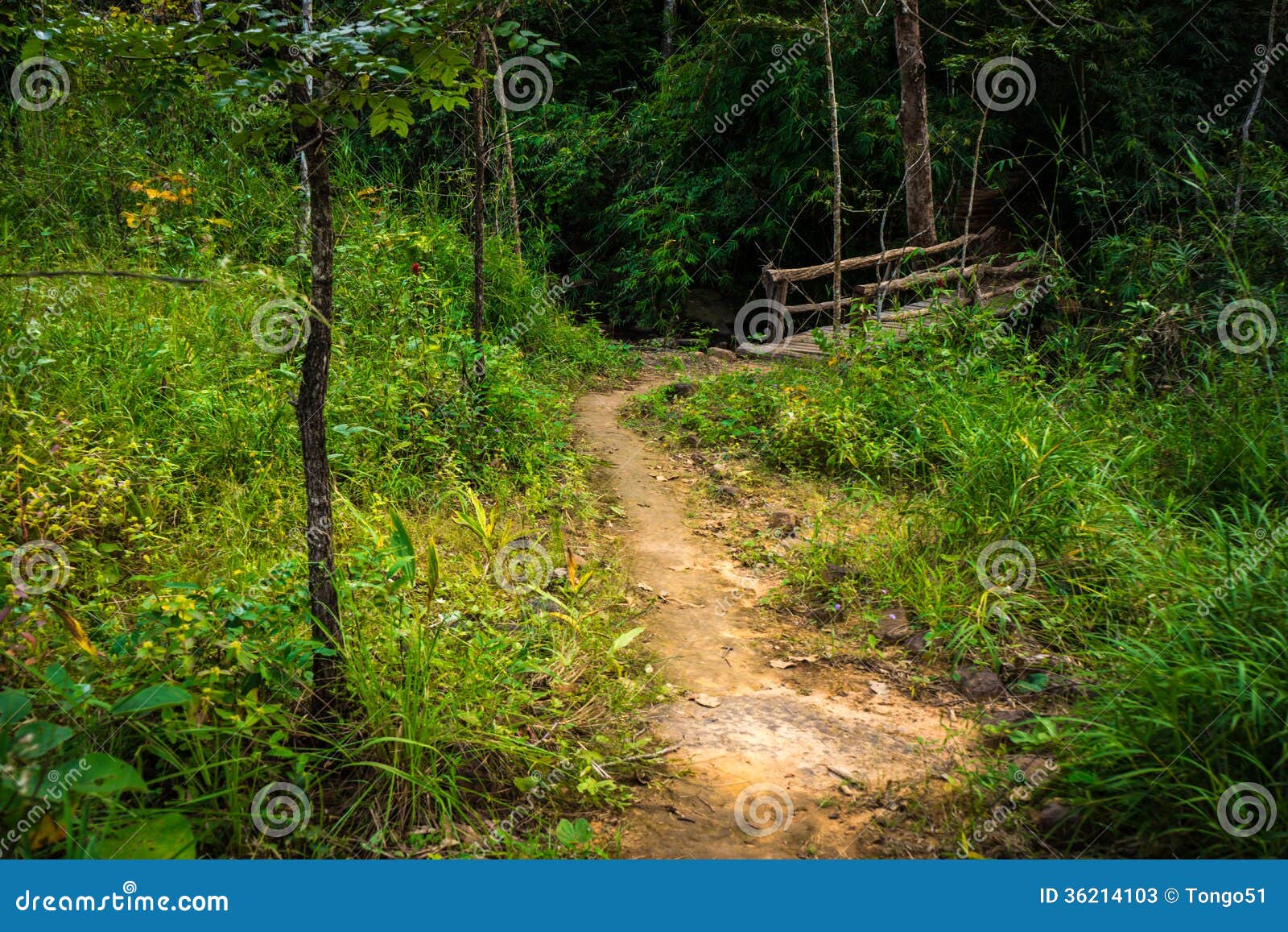Way in forest stock image. Image of nature, season, trees - 36214103