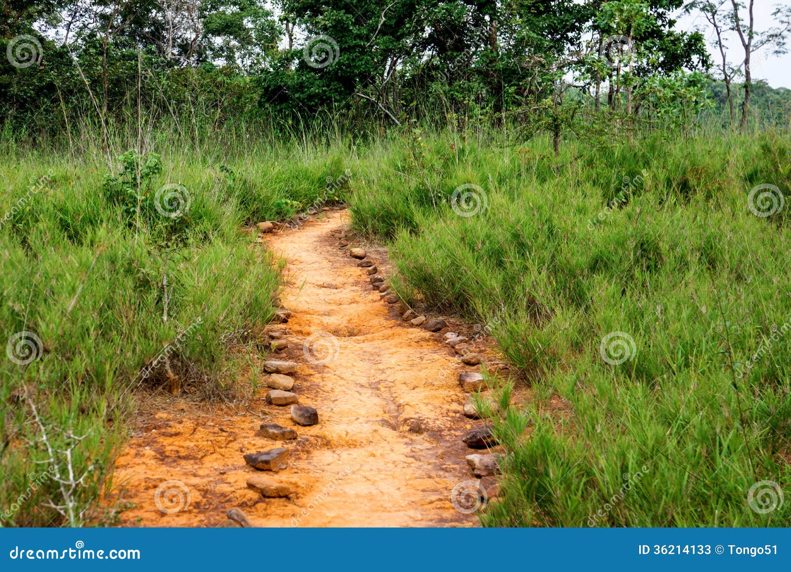 Way in forest stock image. Image of national, walkway - 36214133