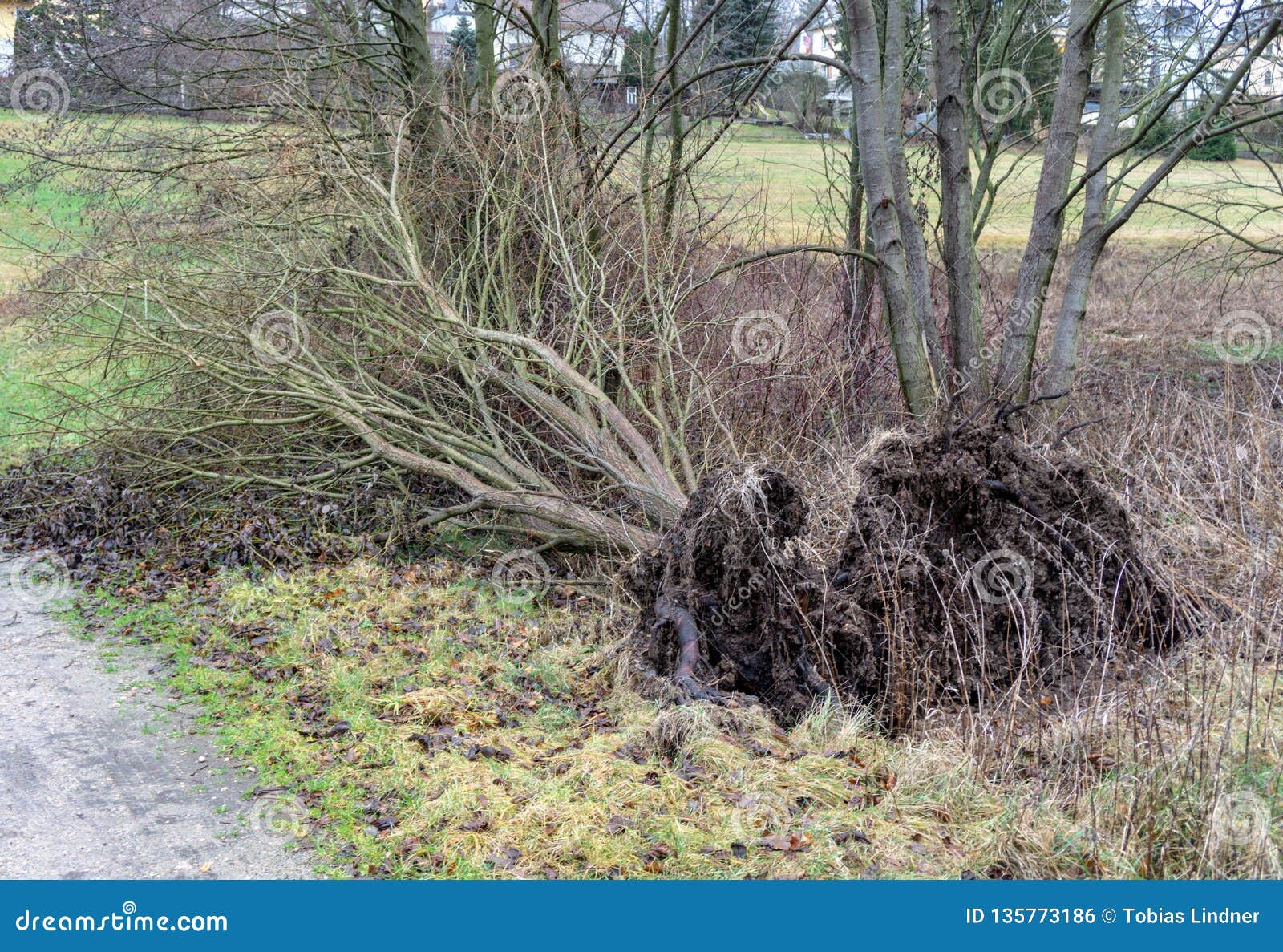 Way in the Forest after a Storm - Fallen Trees - Windfall Stock Photo ...