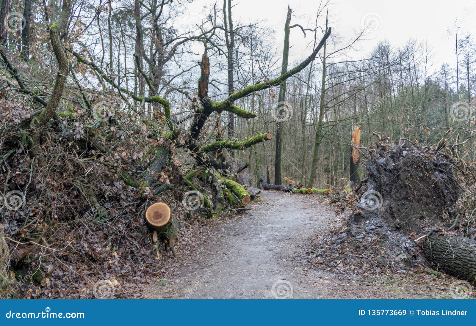 Way in the Forest after a Storm - Fallen Trees - Windfall Stock Image ...