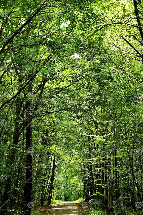 Way in a Forest through Trees in Light and Shadow Stock Image - Image ...