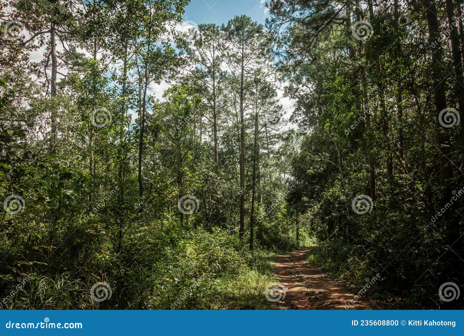 Way and Forest Trees on Nature Background Stock Photo - Image of road ...