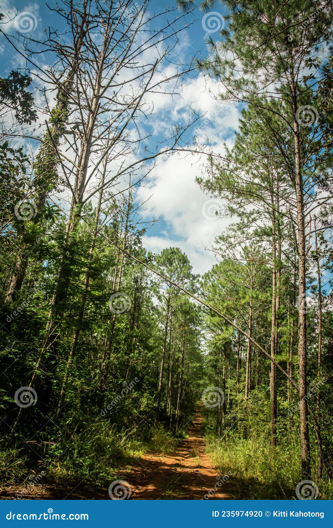 Way and Forest Trees on Nature Background Stock Photo - Image of ...