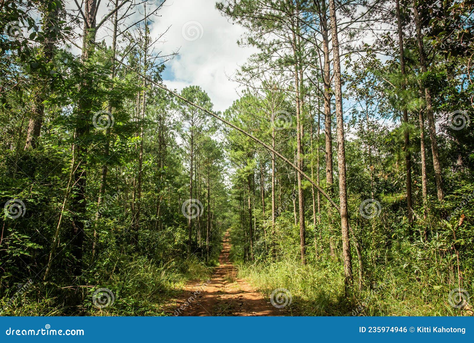 Way and Forest Trees on Nature Background Stock Photo - Image of ...
