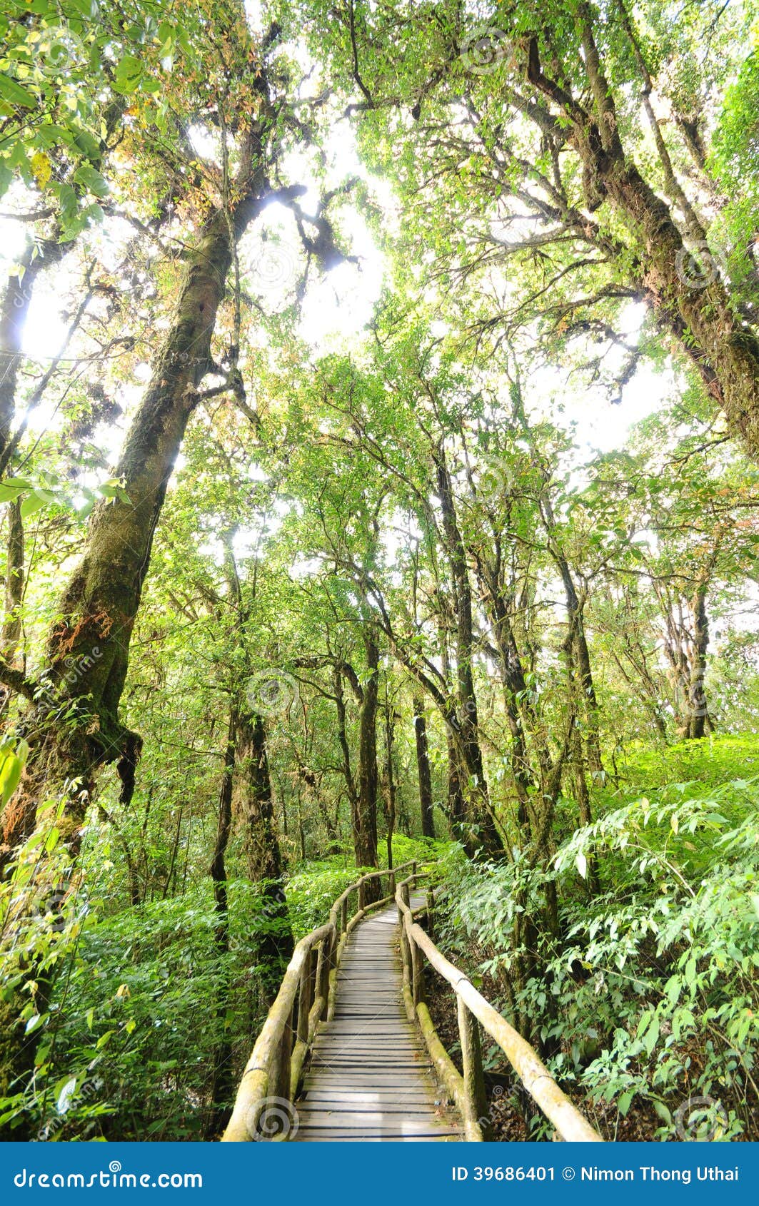 The way in forest stock image. Image of forest, place - 39686401