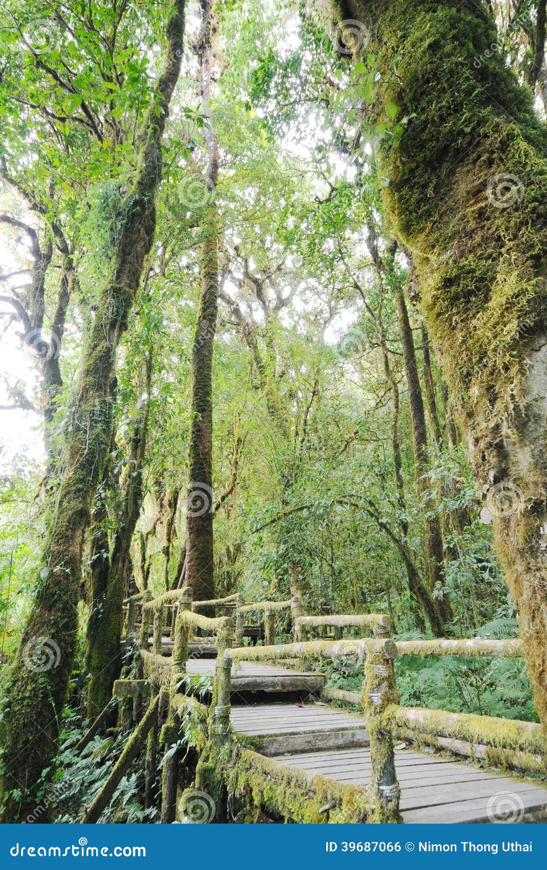 The way in forest stock photo. Image of perennial, beautiful - 39687066