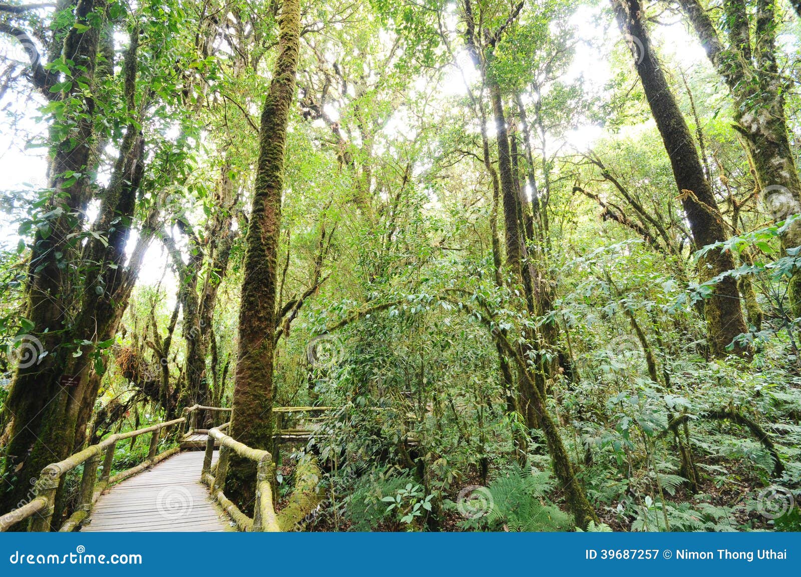 The way in forest stock image. Image of rainforest, beauty - 39687257