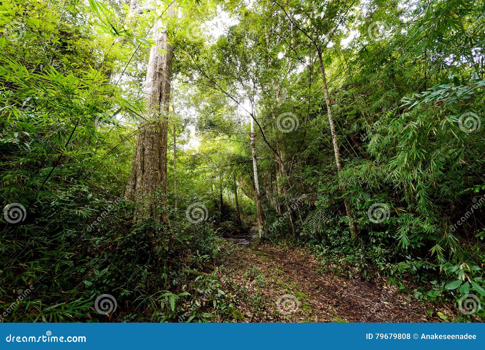 Way forest stock photo. Image of magic, path, environment - 79679808