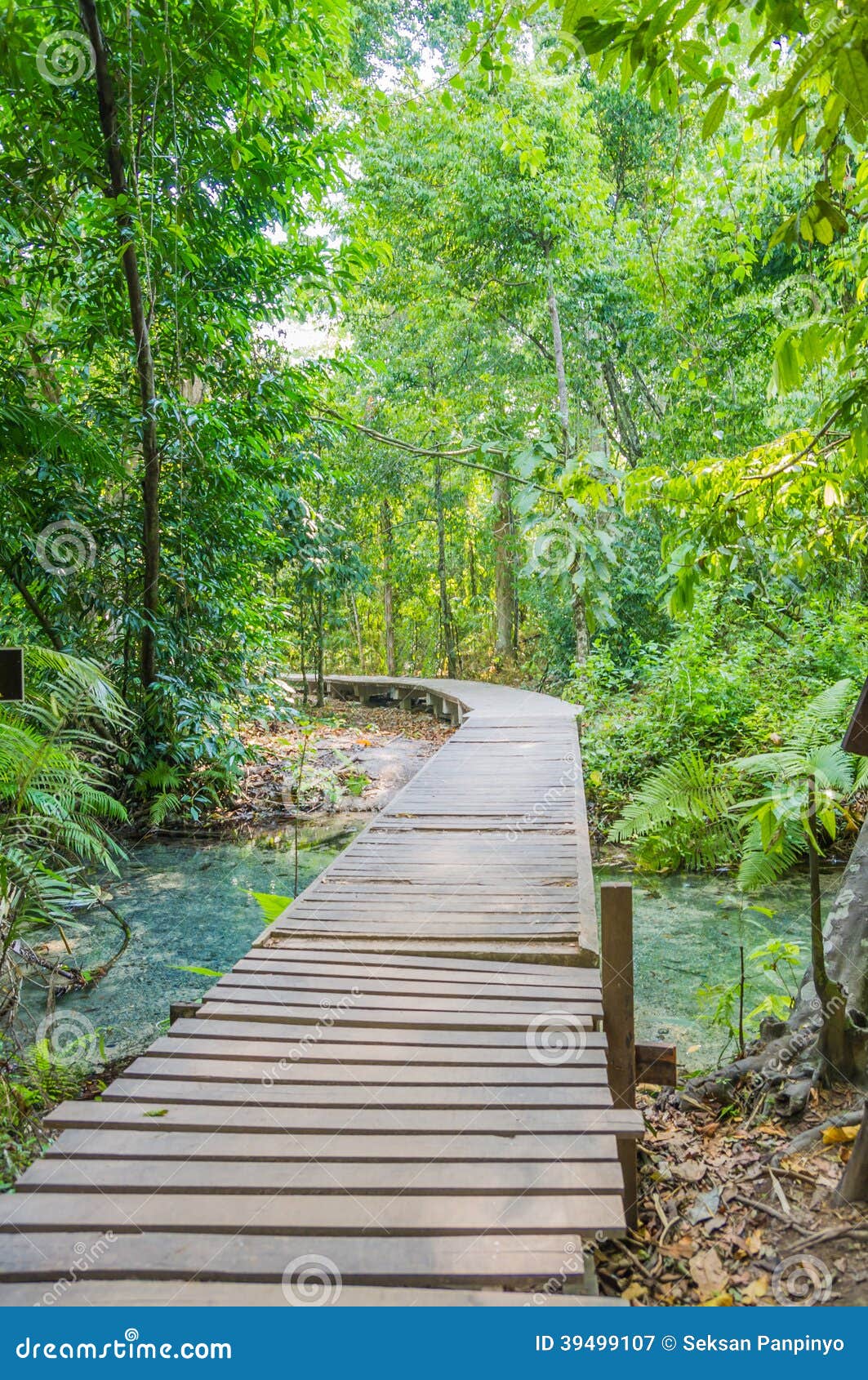 Way in forest. stock image. Image of jungle, plant, pathway - 39499107