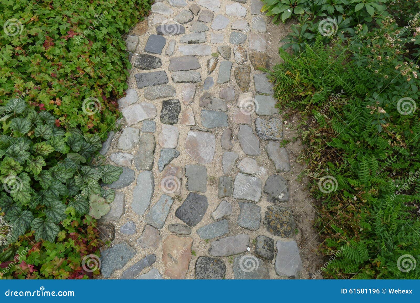 Way through Greenery stock photo. Image of horticulture - 61581196