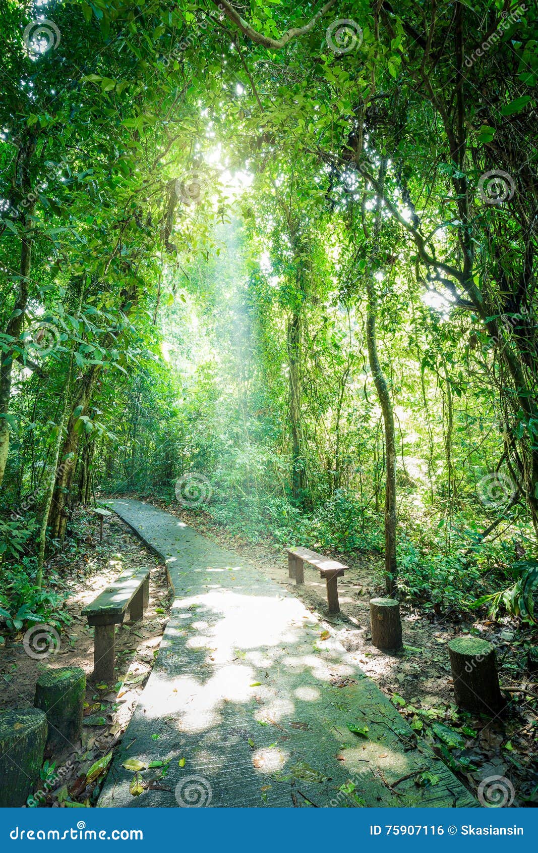 Way inside tropical forest stock photo. Image of seat - 75907116