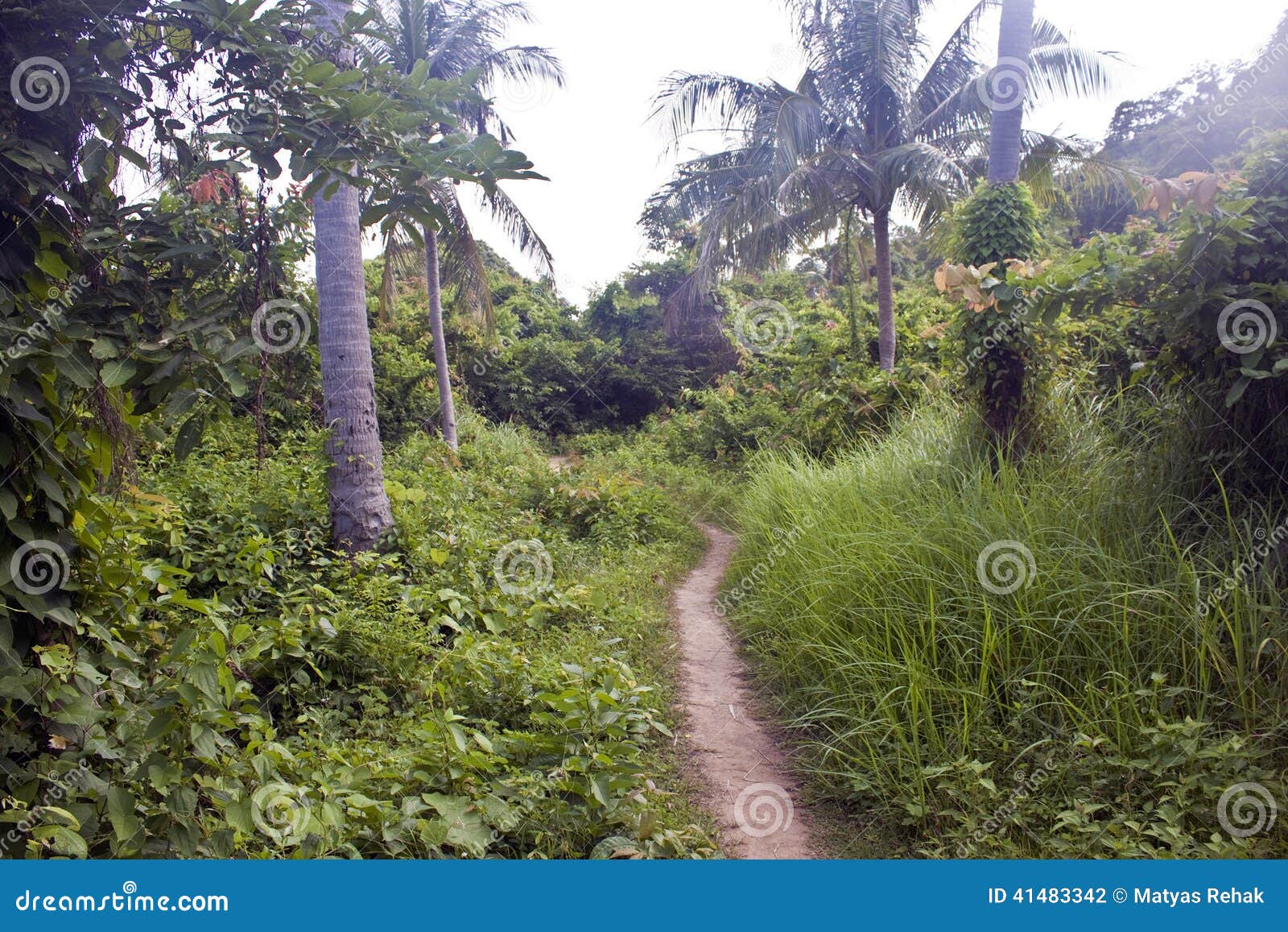 Way through a jungle stock photo. Image of destination - 41483342