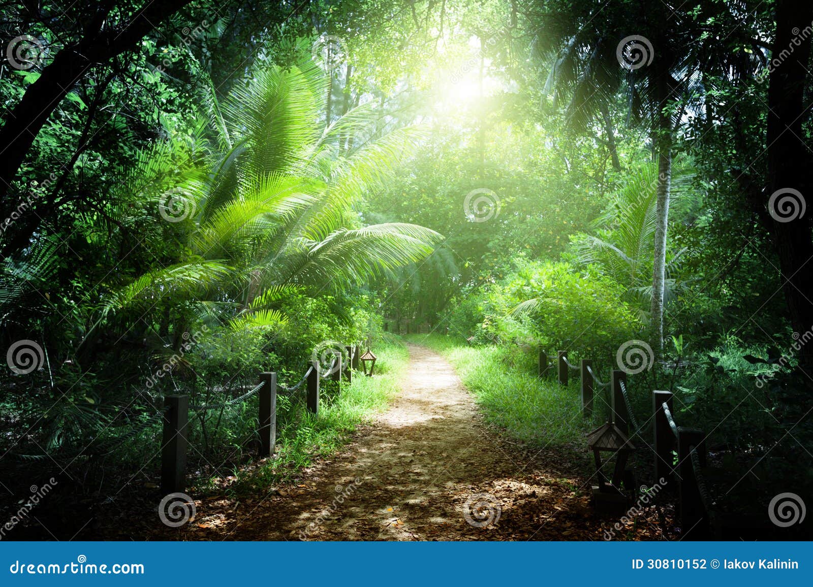 Way in Jungle of Seychelles Stock Photo - Image of rural, island: 30810152