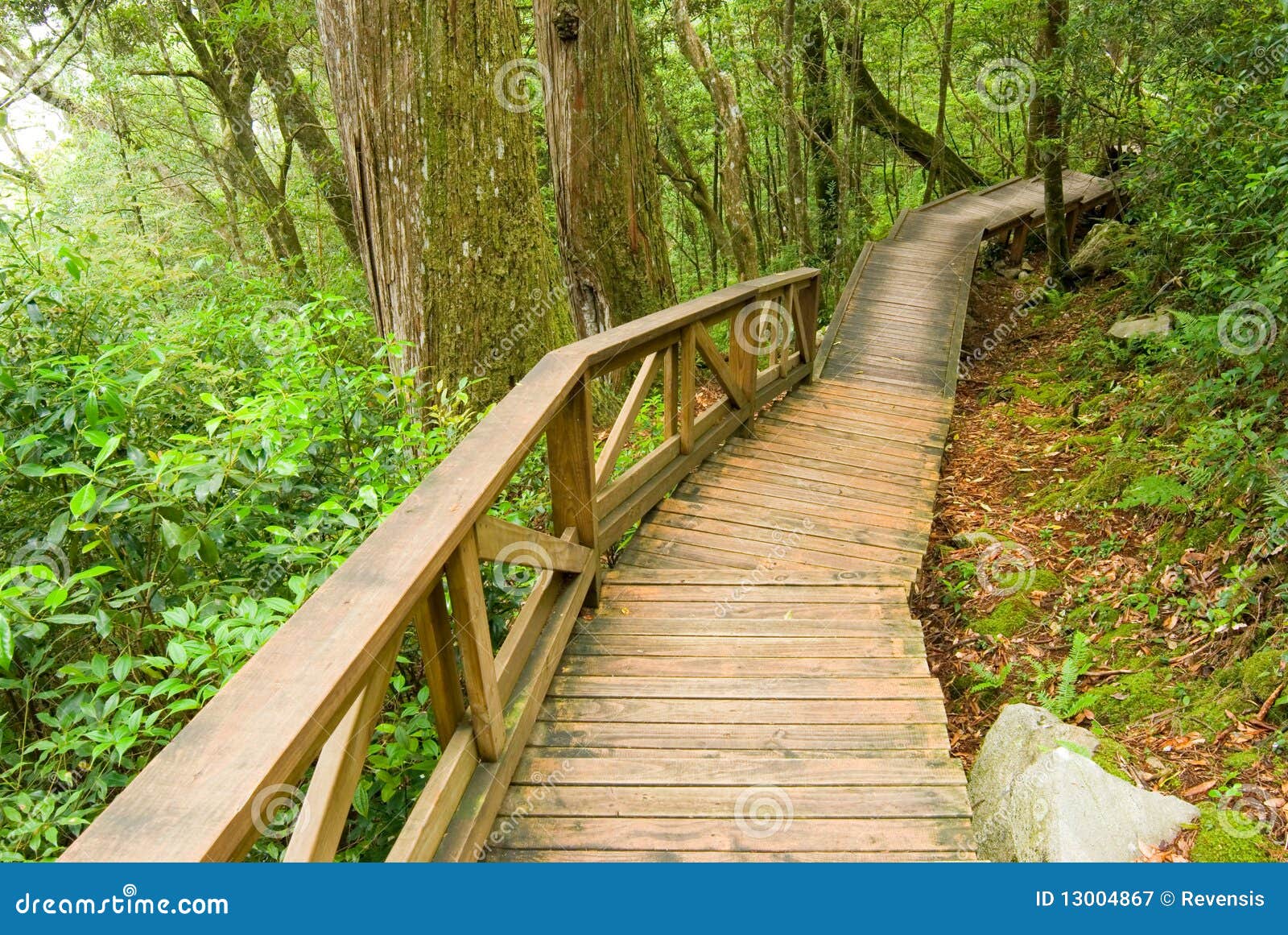 The way into nature stock image. Image of colorful, foliage - 13004867