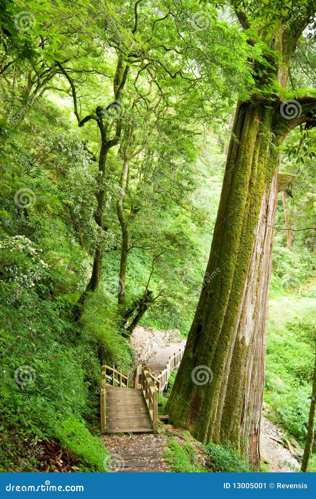 The way into nature stock image. Image of plants, dream - 13005001