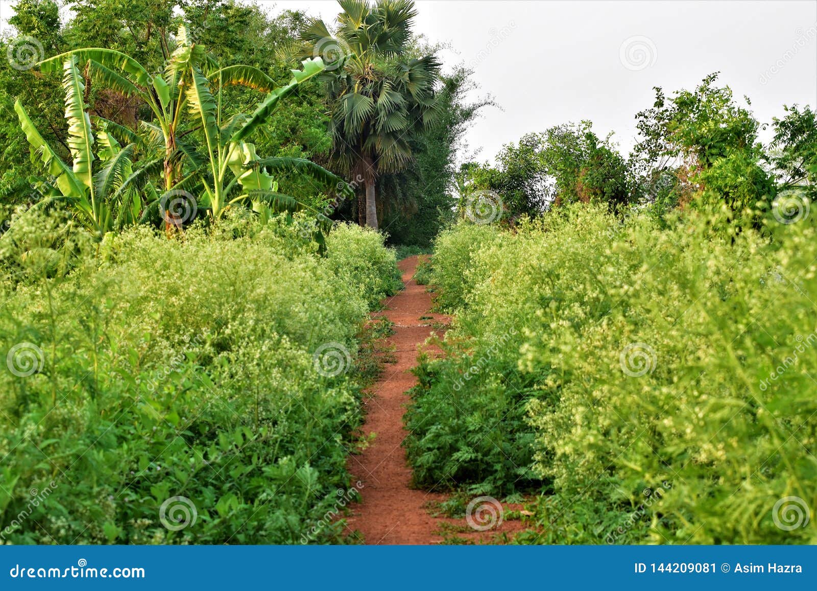 Way through nature stock image. Image of colorful, beauty - 144209081