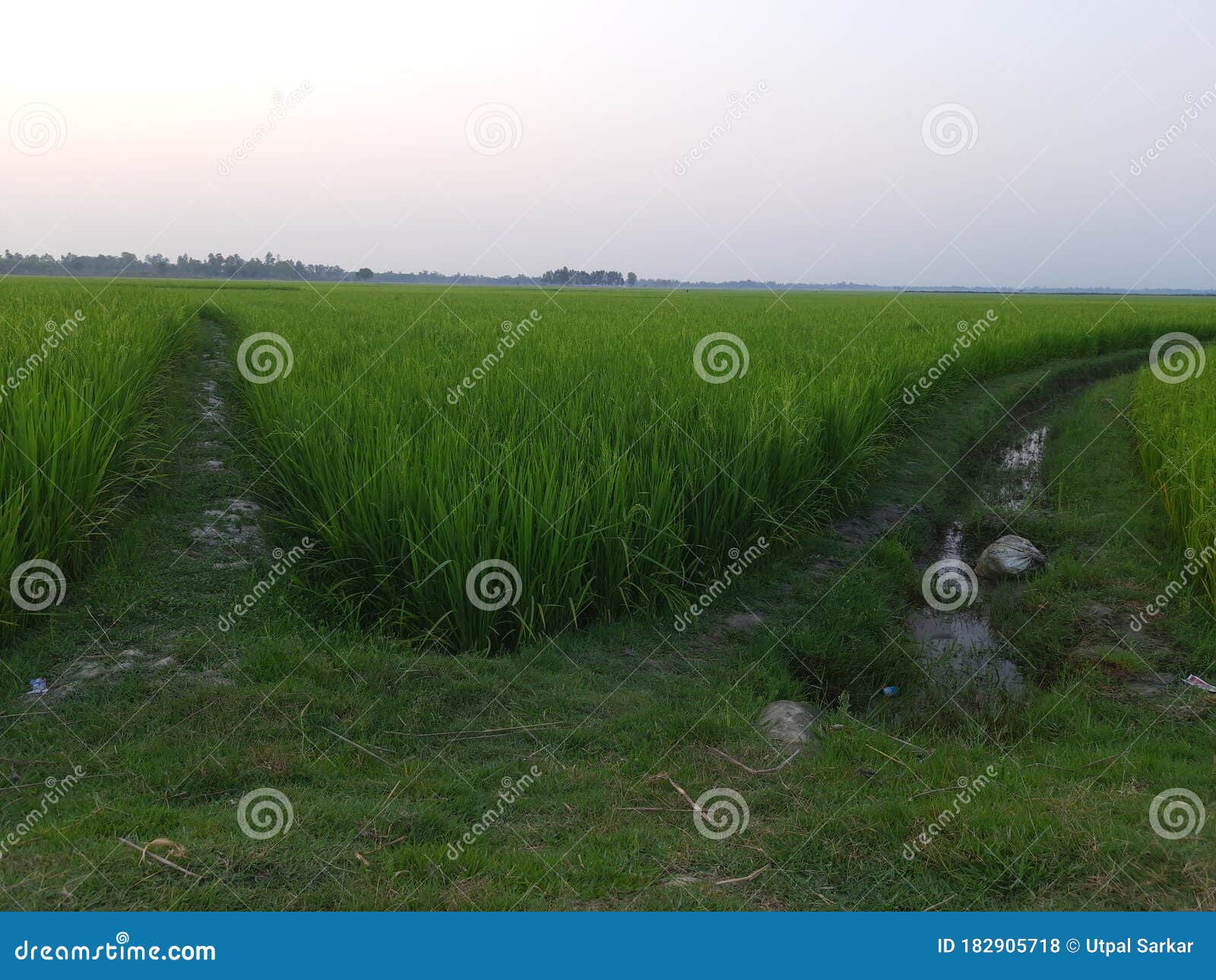 Way of nature stock photo. Image of tree, pasture, grassland - 182905718