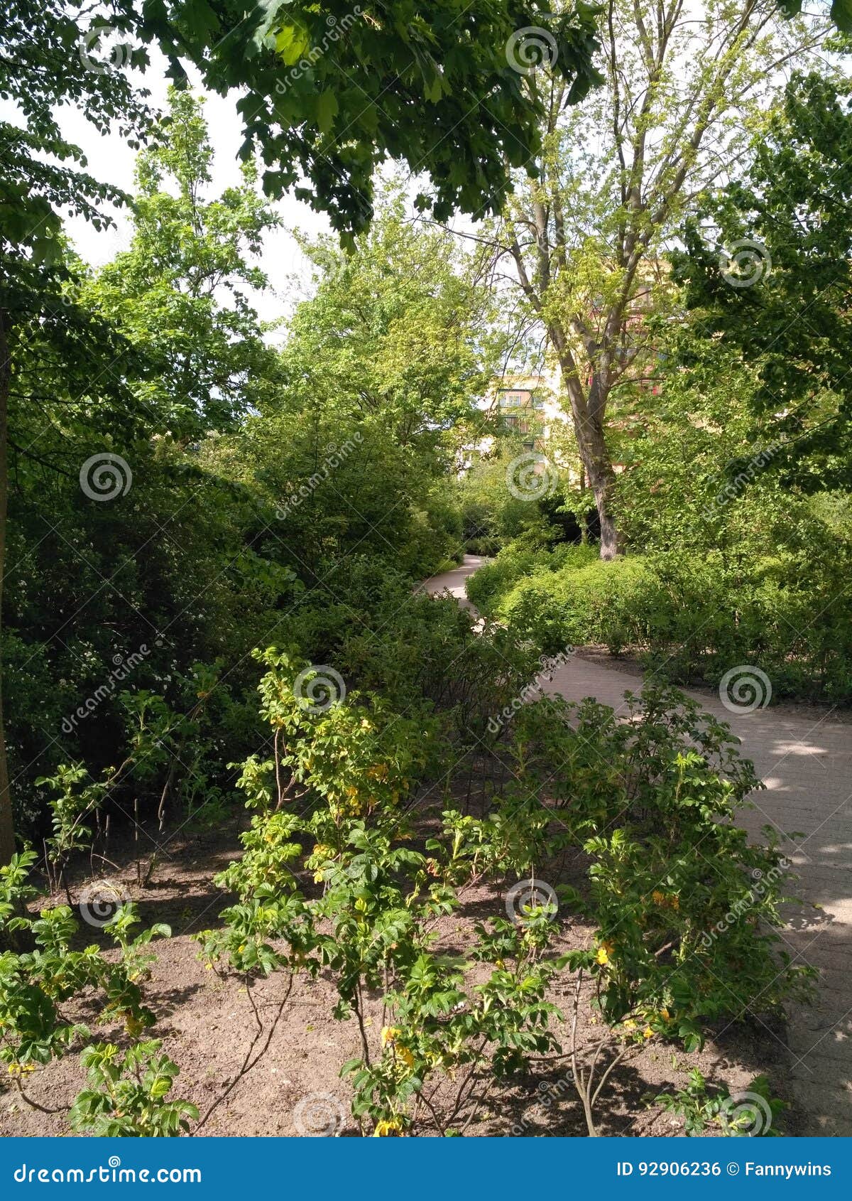 Way of nature stock photo. Image of nature, vegetation - 92906236