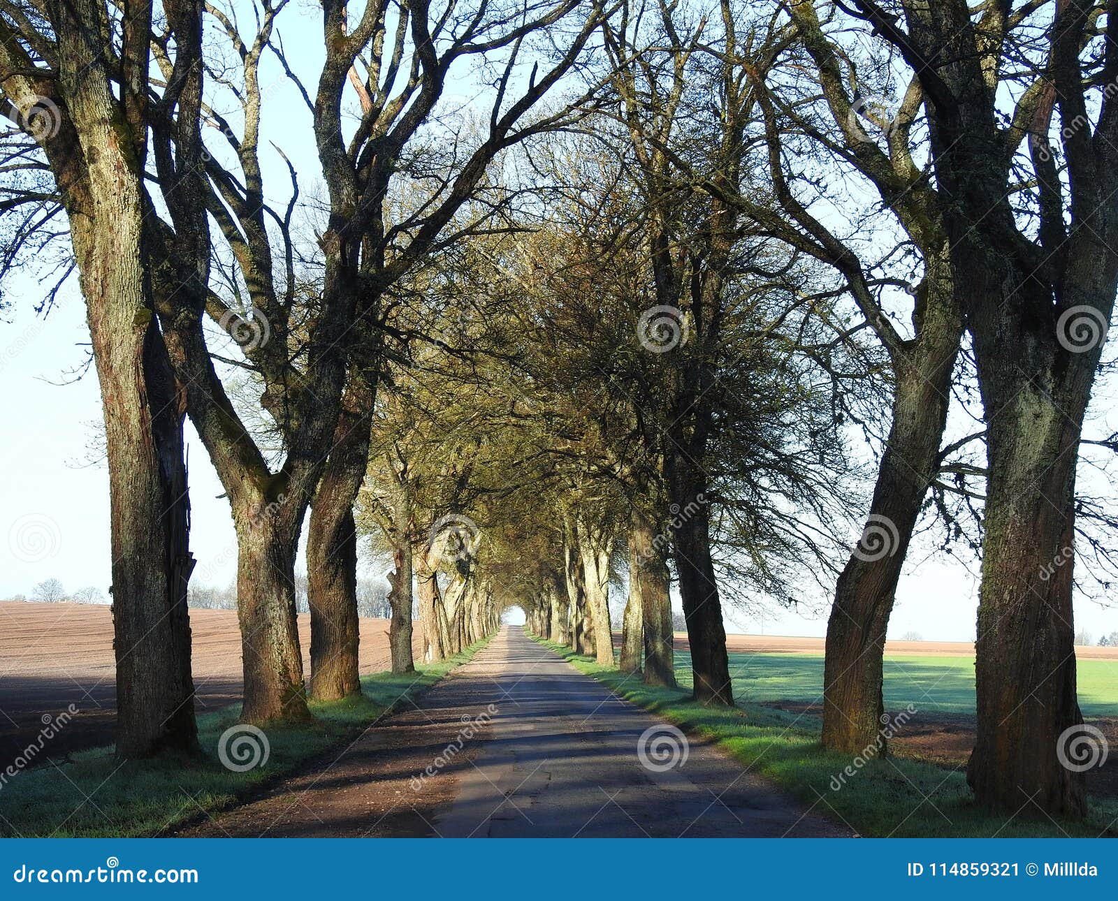 Road and Beautiful Old Trees, Lithuania Stock Image - Image of branch ...