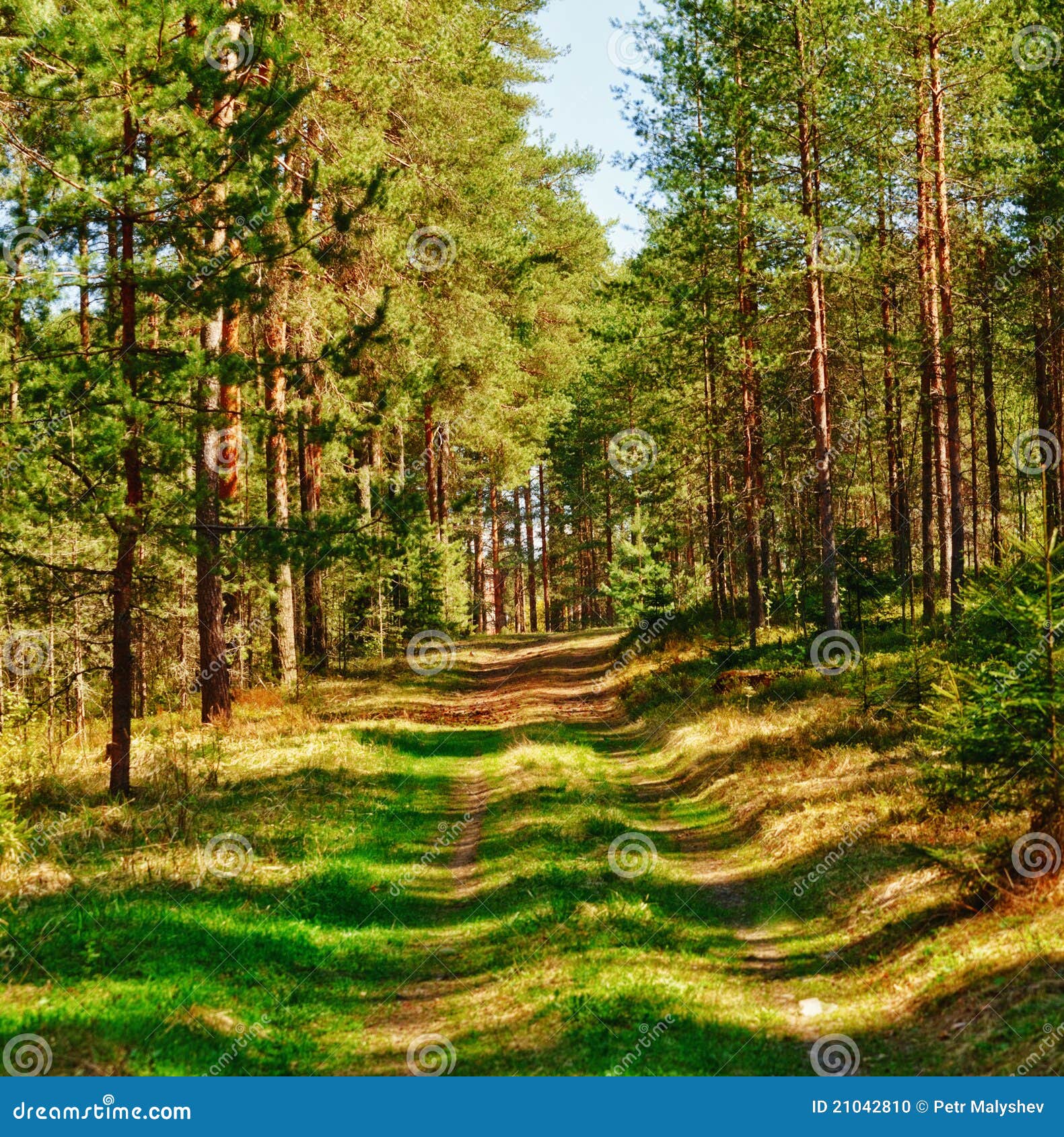 Way in Pine Forest stock photo. Image of sunbeam, botany - 21042810