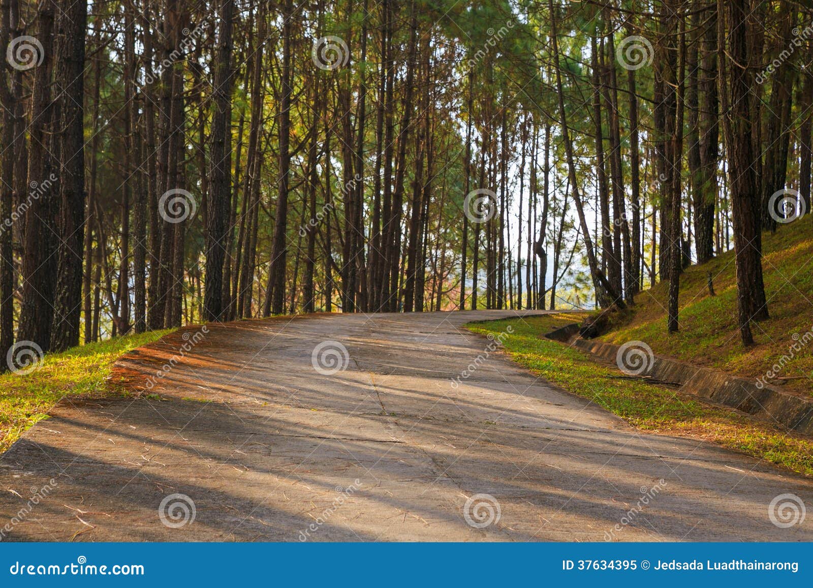 Way through the pine tree stock image. Image of woodland - 37634395