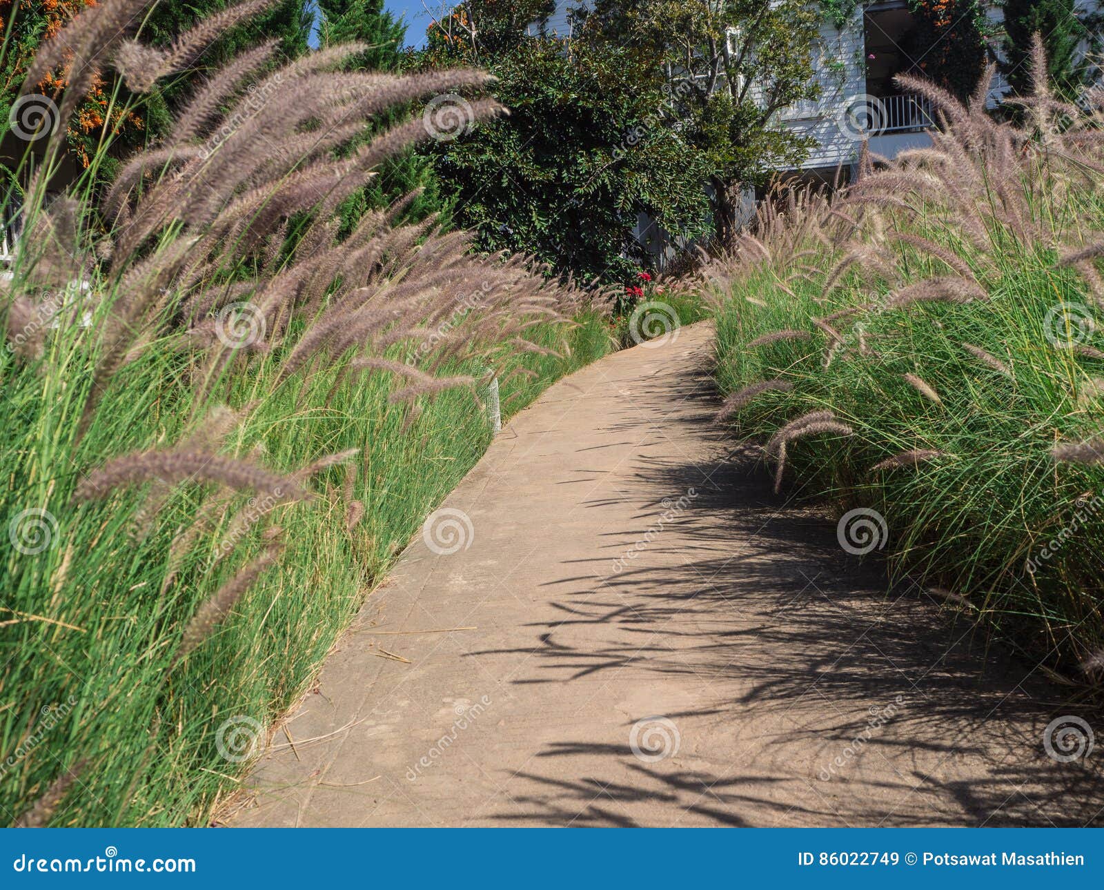 Way in Resort and Green Tree Stock Image - Image of resort, relaxation ...