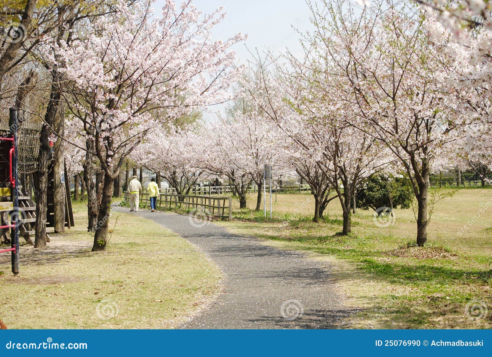 The way of Sakura stock photo. Image of spring, flower - 25076990