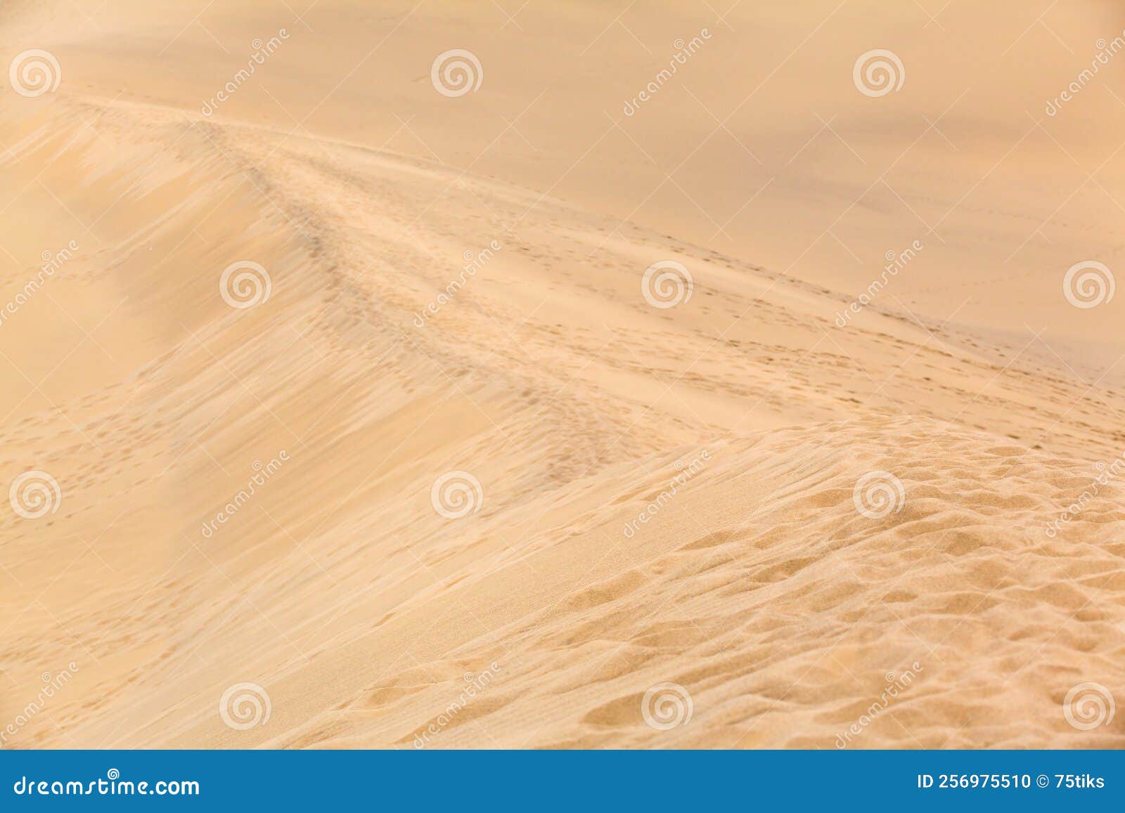 Way at Sandy Landscape stock photo. Image of wide, sand - 256975510