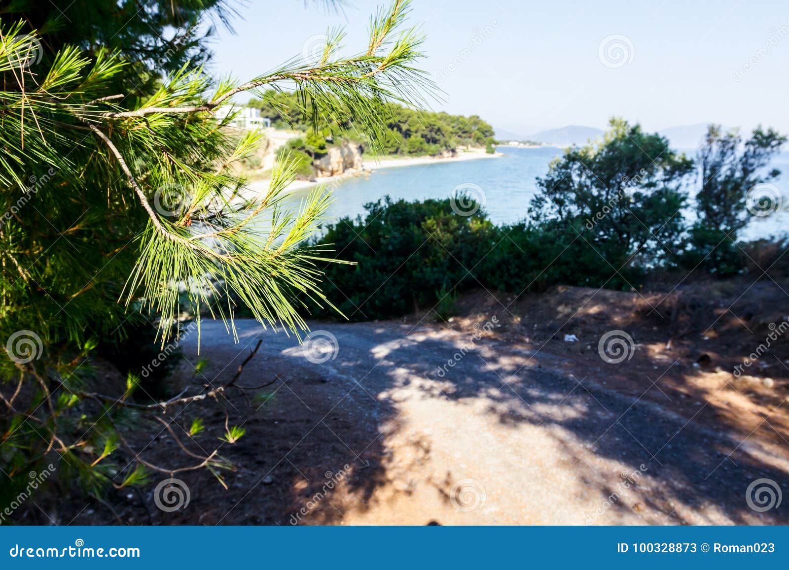 Asphalt Going Trough Green Vegetation, Pine Tree Stock Image - Image of ...