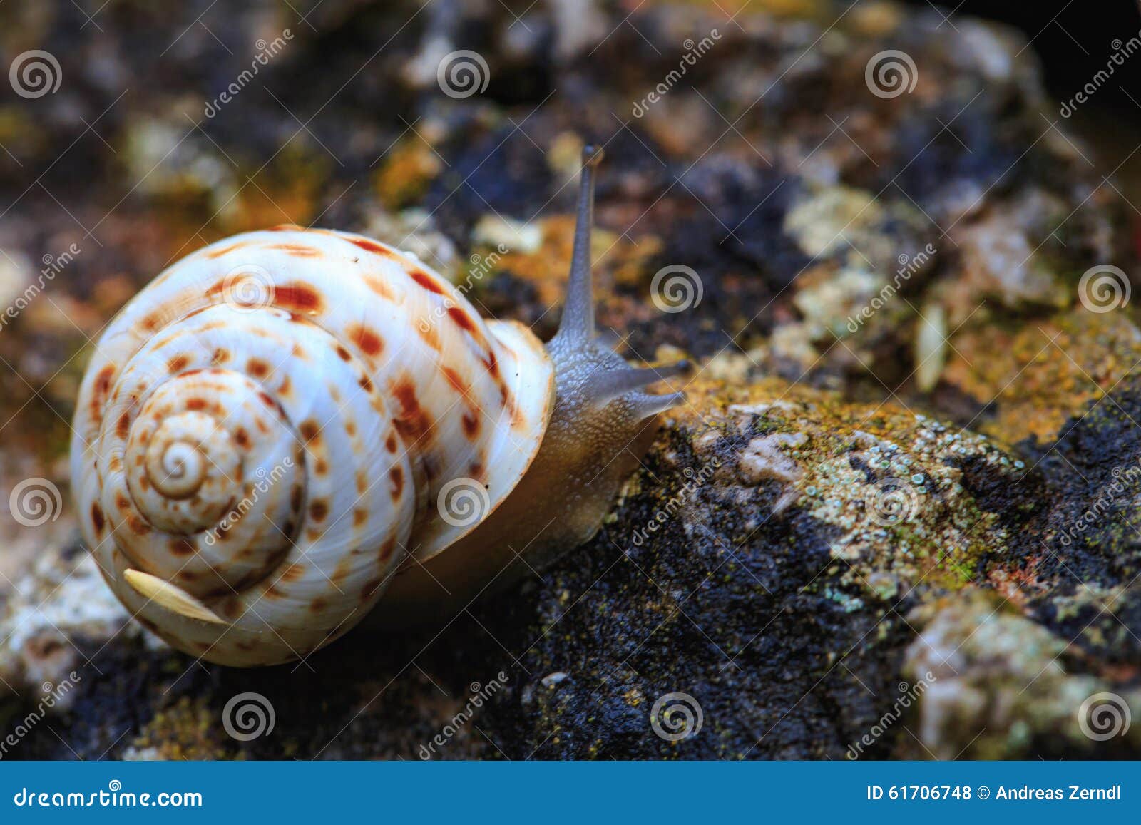 Way of the Snail stock photo. Image of close, outdoors - 61706748