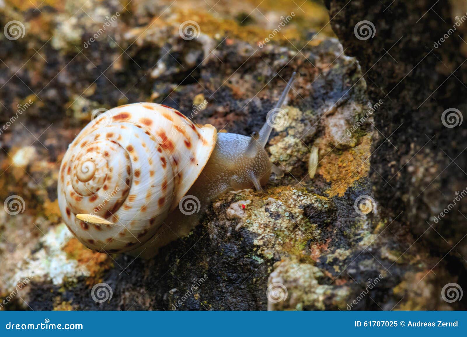 Way of the Snail stock image. Image of macro, nature - 61707025