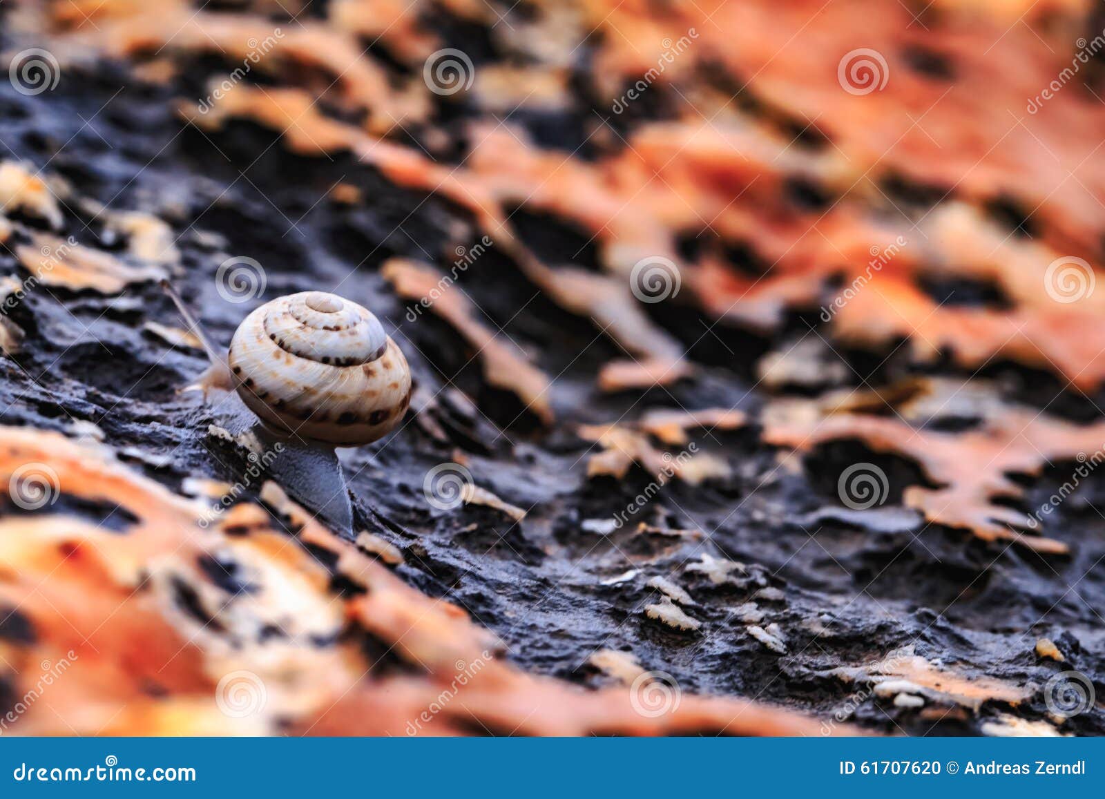 Way of the Snail stock photo. Image of close, outdoors - 61707620