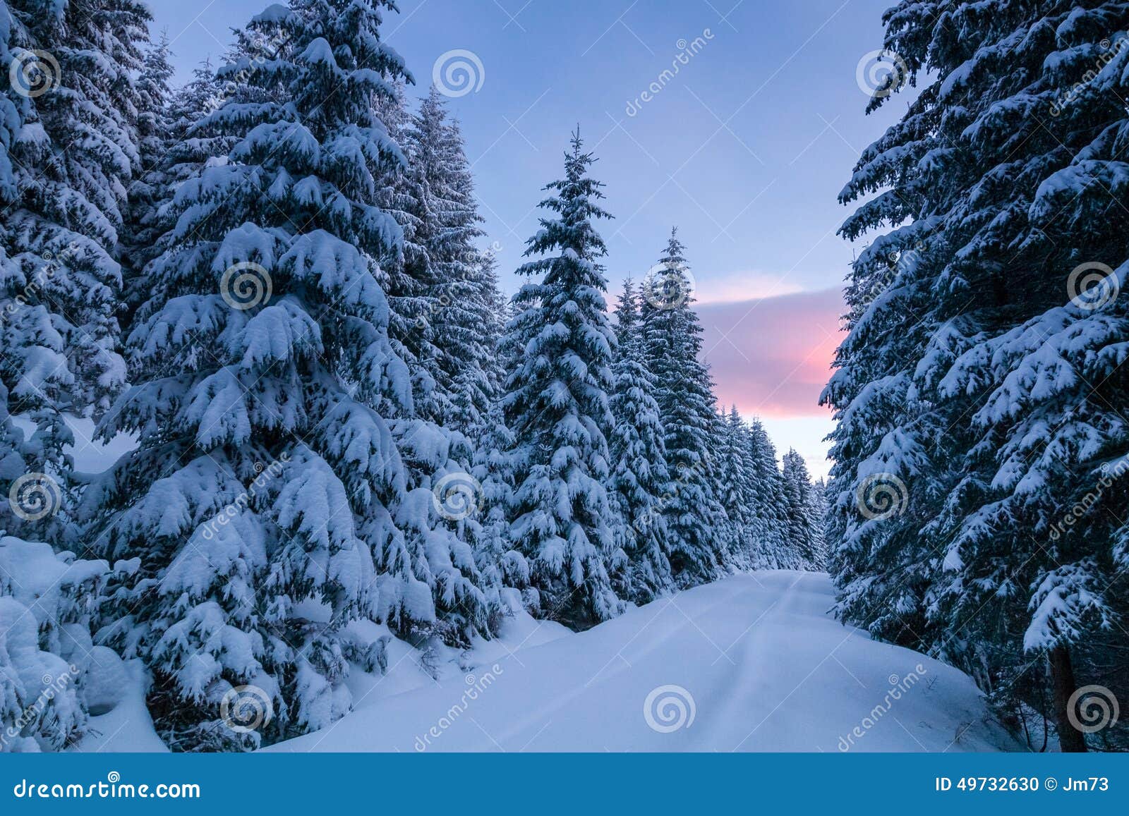 Way through Snowy Forest at Dawn Stock Photo - Image of countryside ...