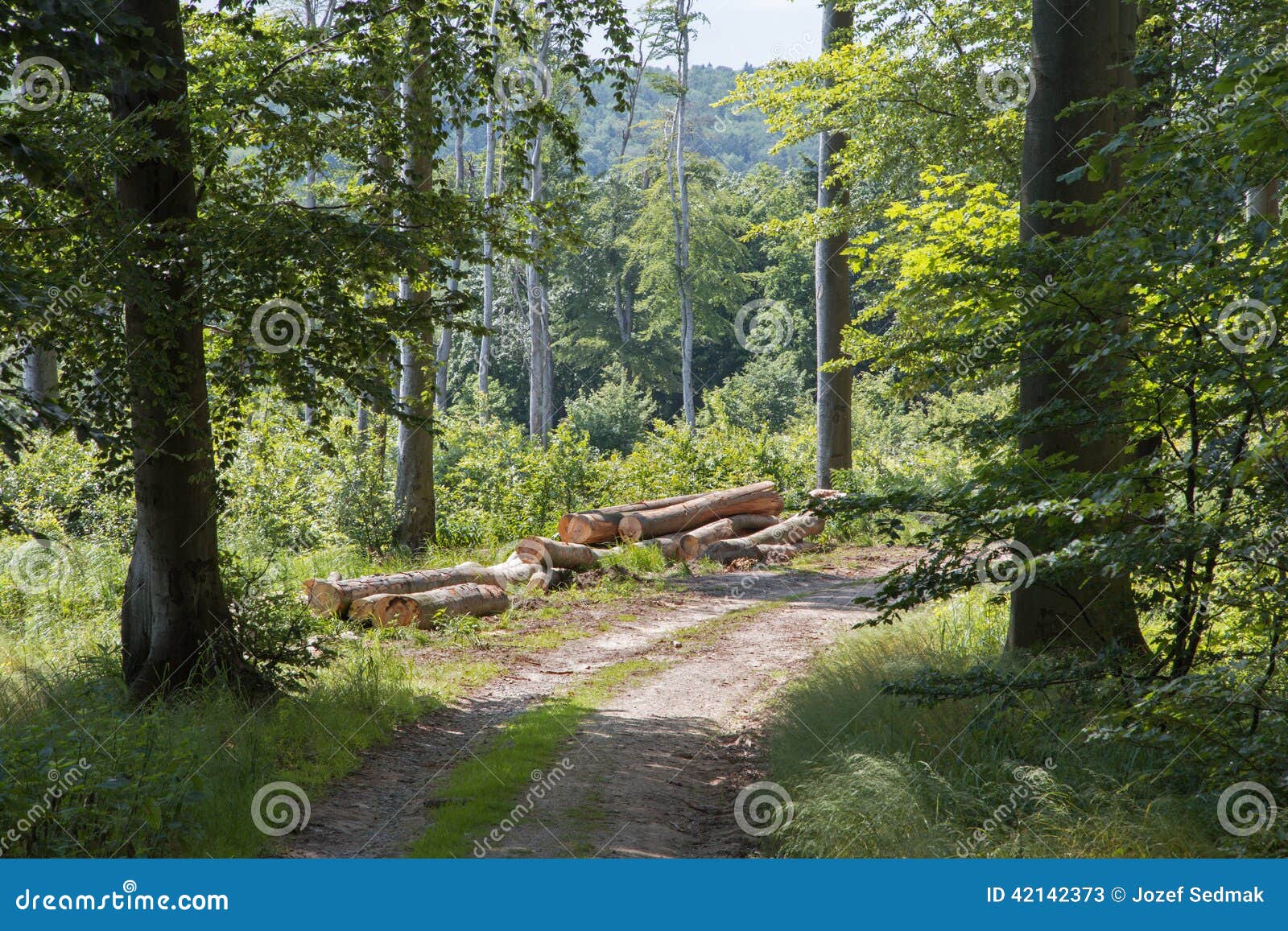 Way in Spring Forest in Little Carpathian Stock Image - Image of summer ...
