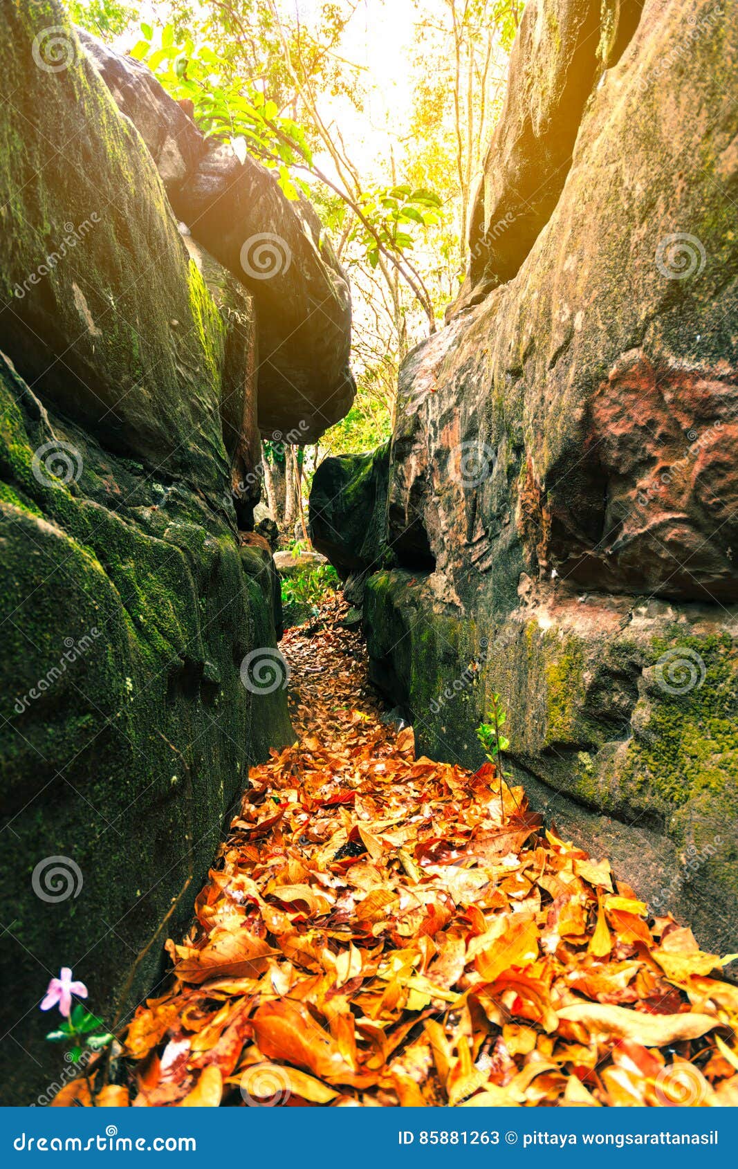 Way Strait between the Rock Stock Image - Image of forest, adventure ...