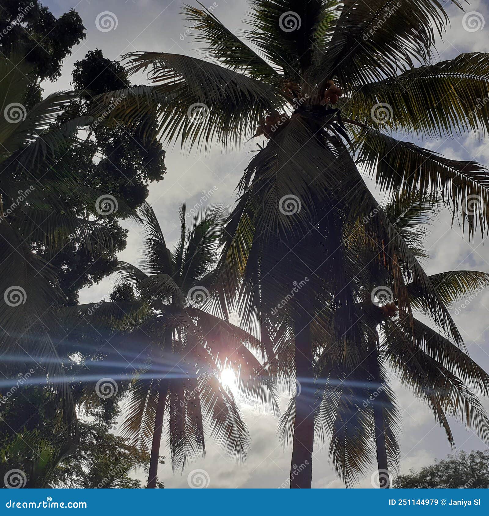 The Way the Sun Rises through the Coconut Trees Stock Image - Image of ...