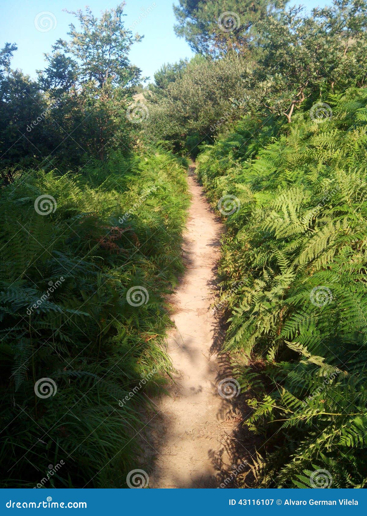 Way Surrounded by Greenery and Ferns. Stock Image - Image of forest ...