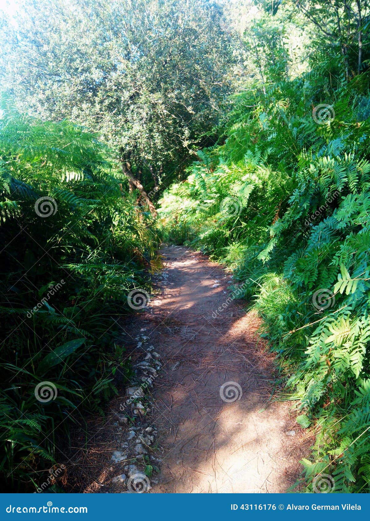 Way Surrounded by Greenery and Ferns. Stock Photo - Image of trail ...
