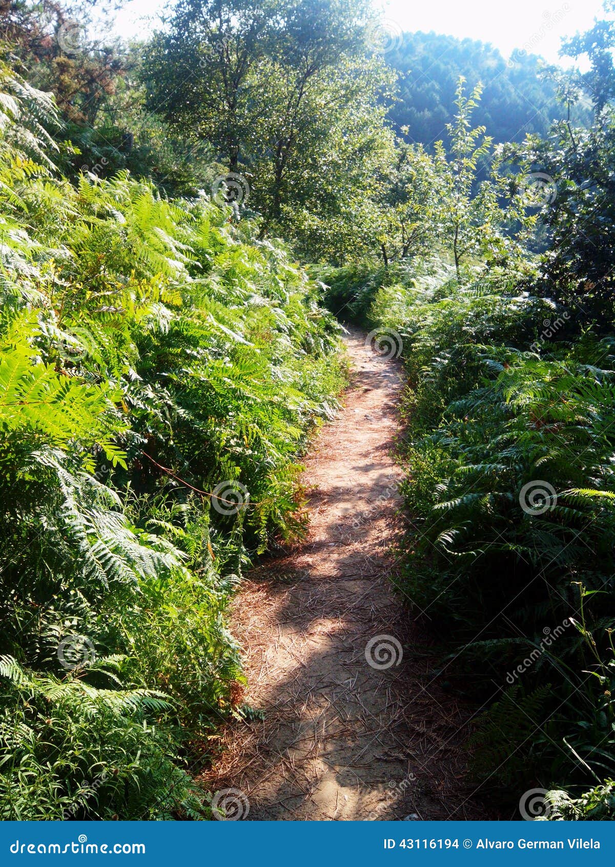 Way Surrounded by Greenery and Ferns. Stock Photo - Image of trail ...