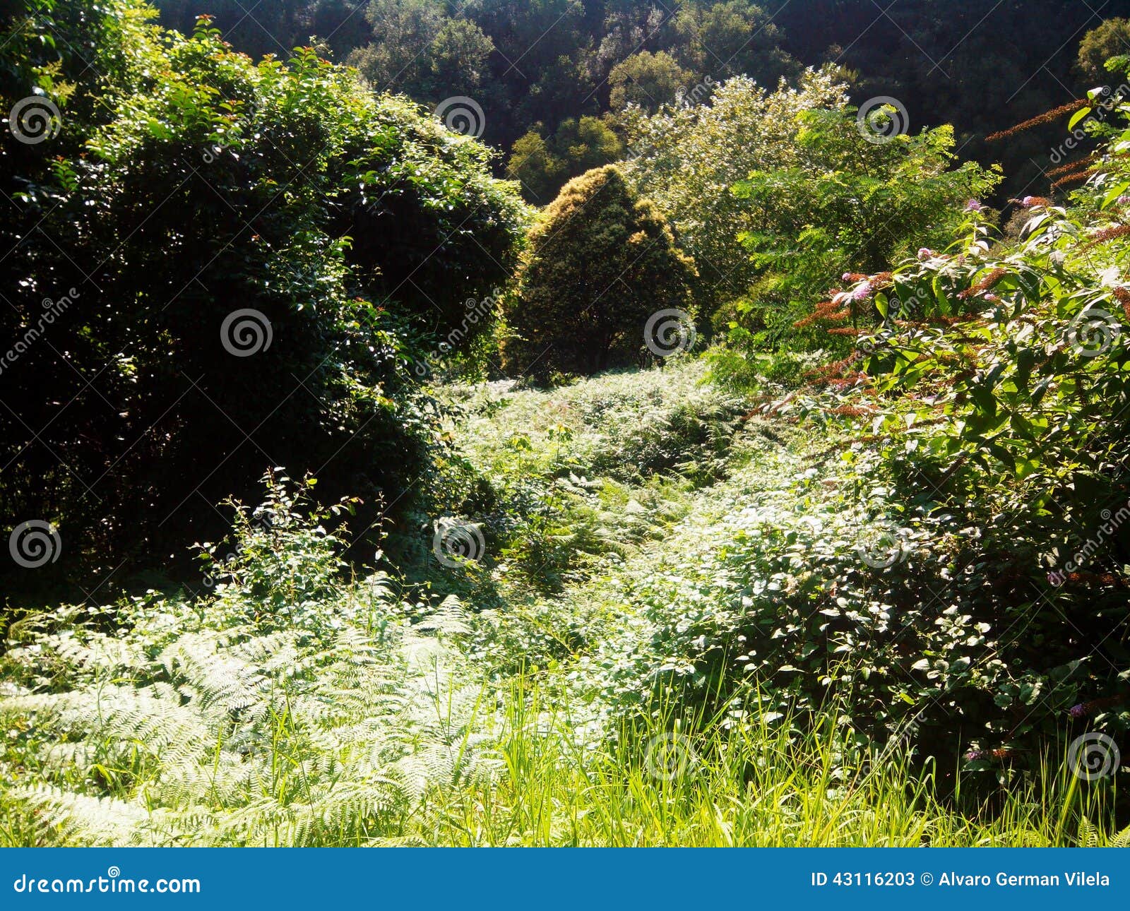 Way Surrounded by Greenery and Ferns. Stock Image - Image of forest ...