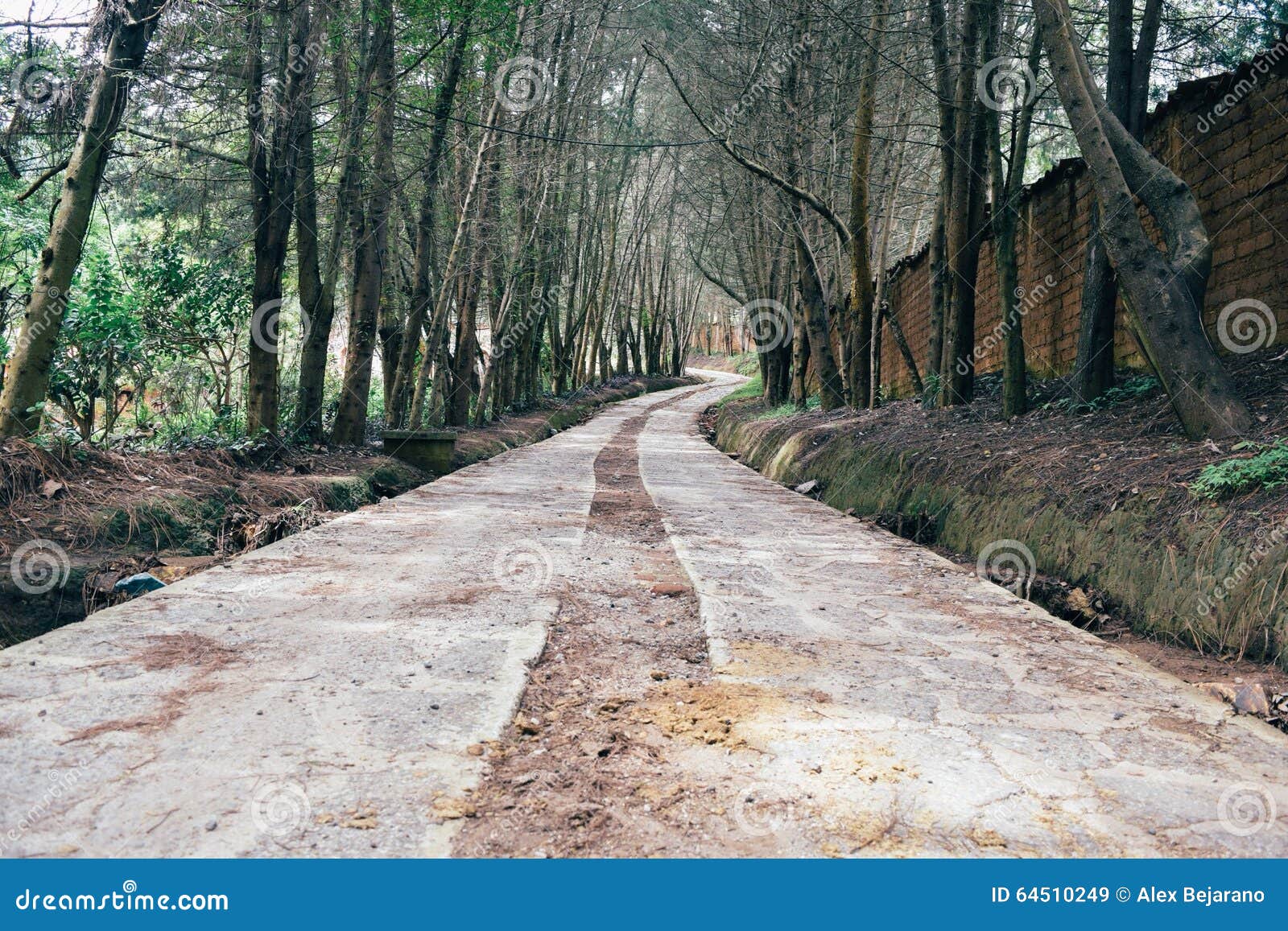 Way stock image. Image of camino, forest, follow, perspective - 64510249