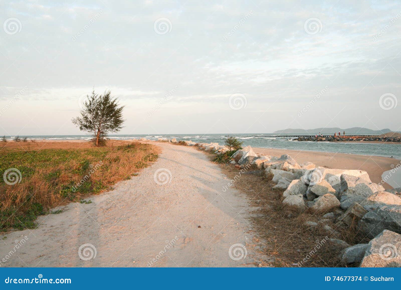 Way to the beach. stock photo. Image of pine, wave, beach - 74677374