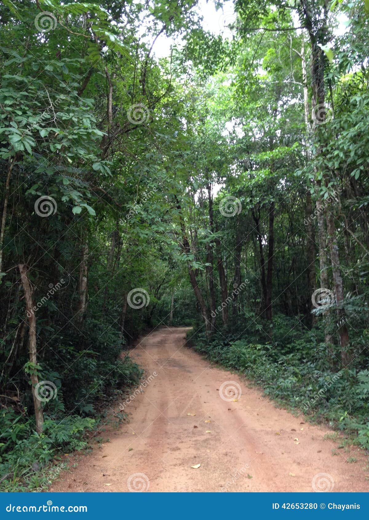 The way editorial image. Image of forest, walking, nature - 42653280