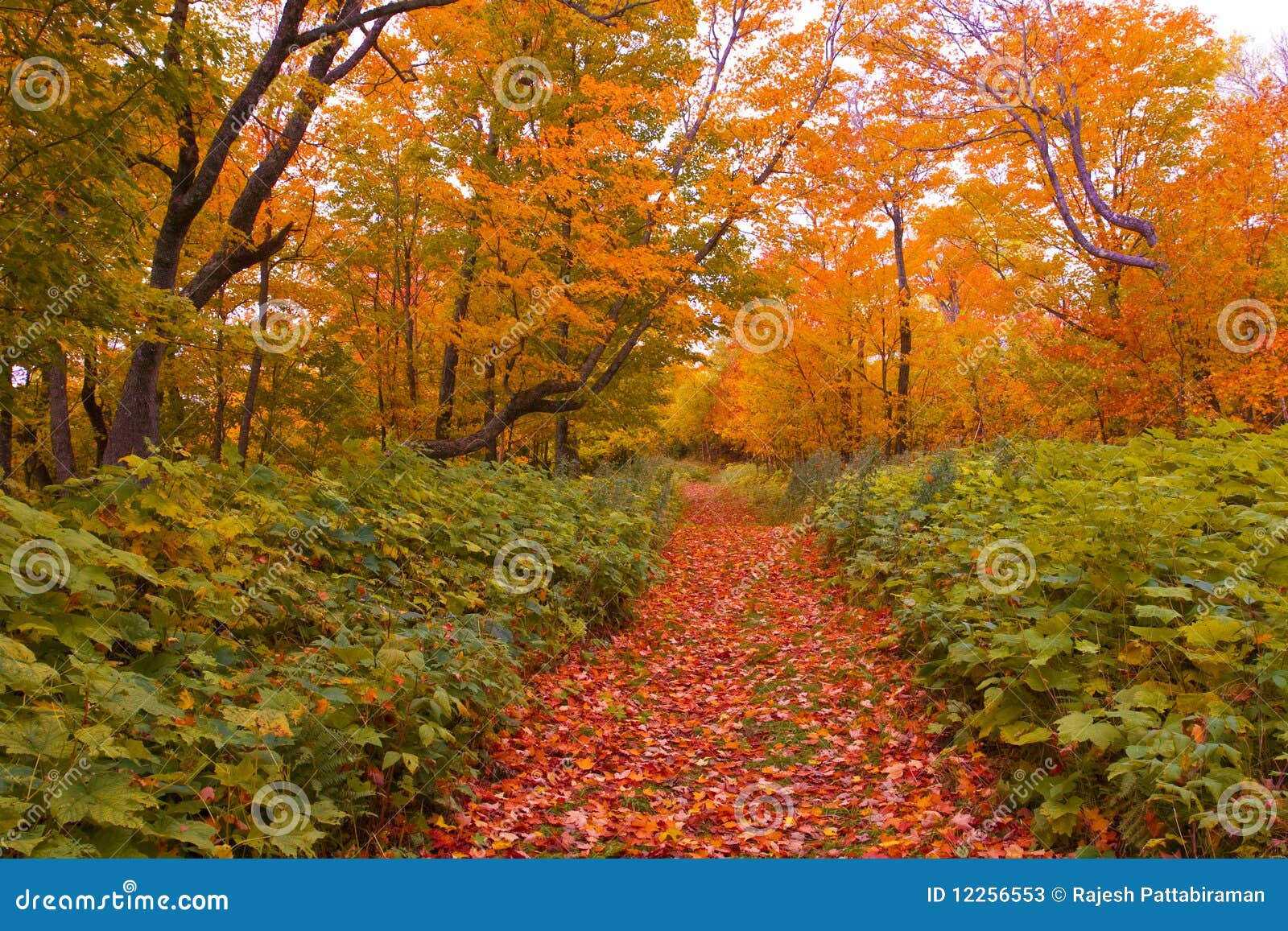 On the way to Fall stock image. Image of orange, lake - 12256553